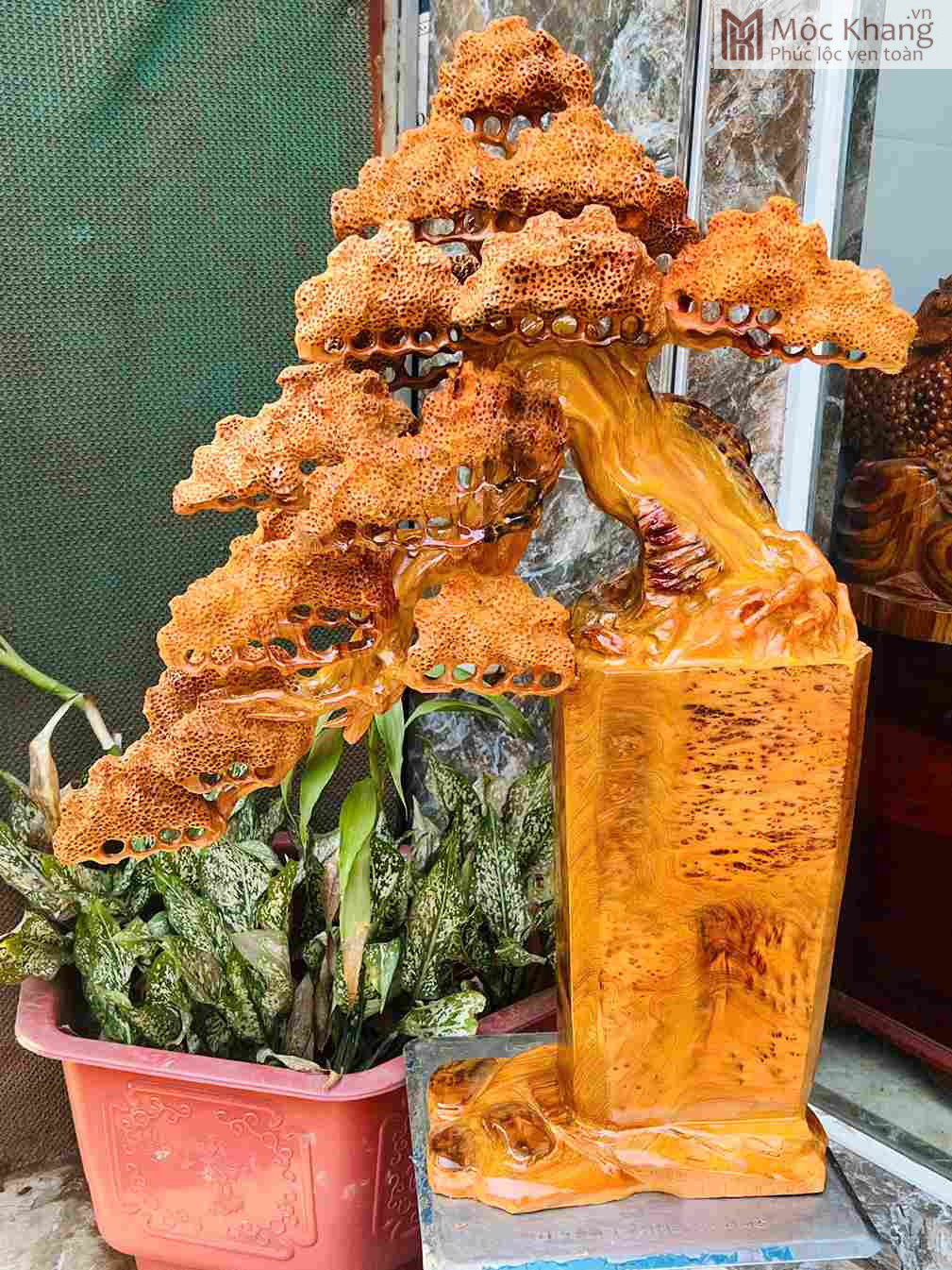 Chậu Bon Sai Gỗ Nu Ngọc Am Cao 87 Ngang 60 Sâu 23 (cm) - Mộc Khang