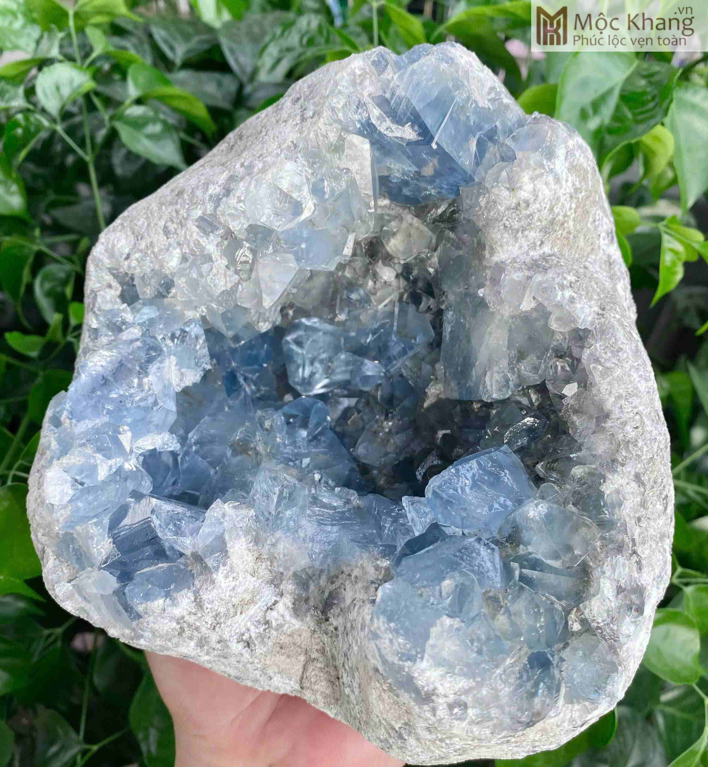 Hốc Tinh Thể Blue Celestine 8A - Mộc Khang