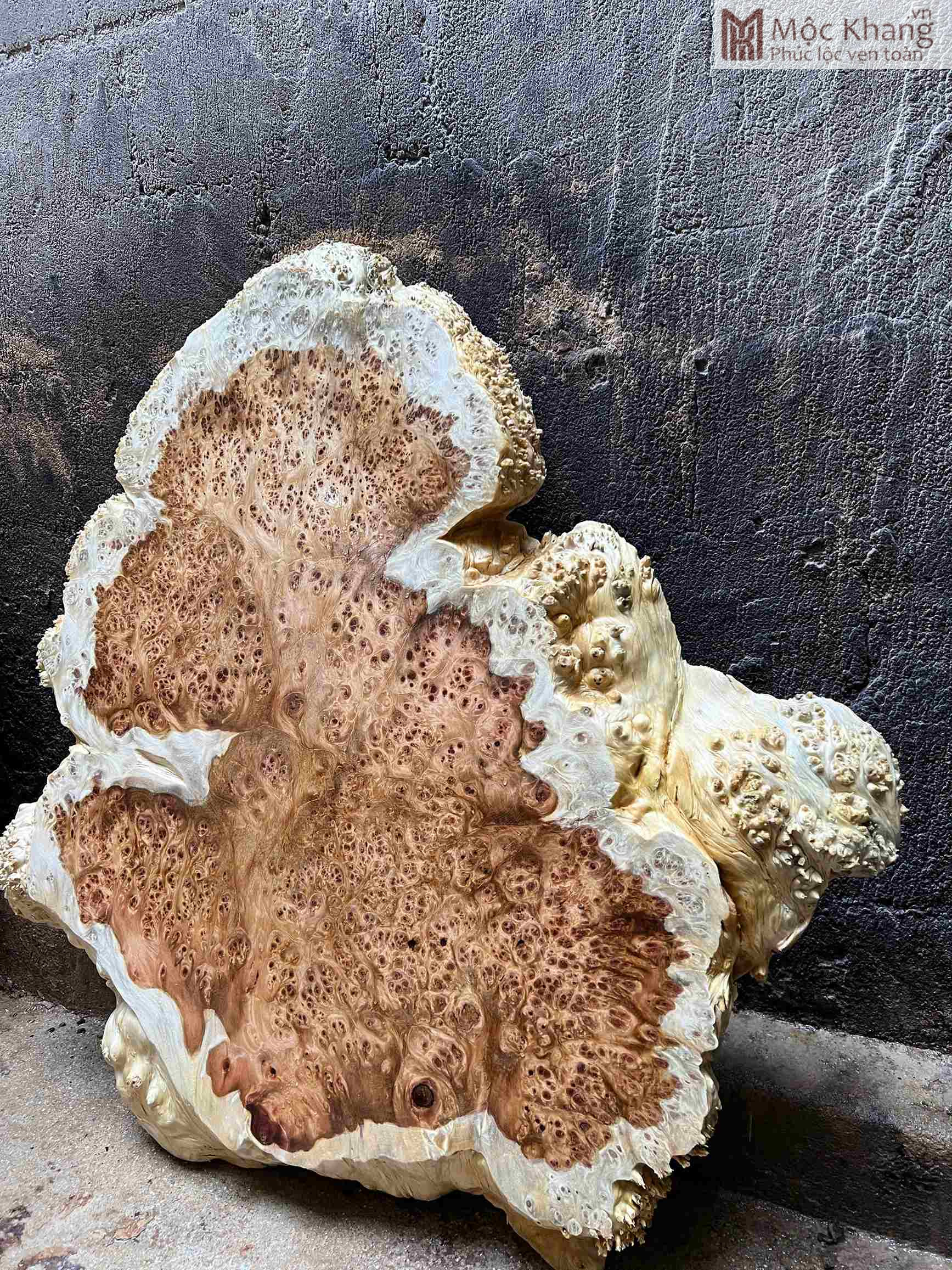 Phôi Gỗ Nu Huyết Long Cao 93 (cm) - Mộc Khang